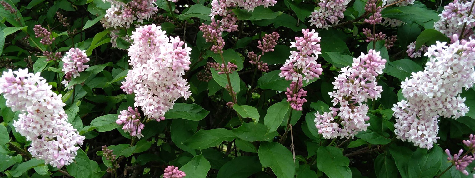 Грызунова Ольга