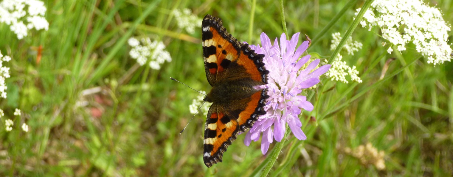 Пчелкина Екатерина Львовна