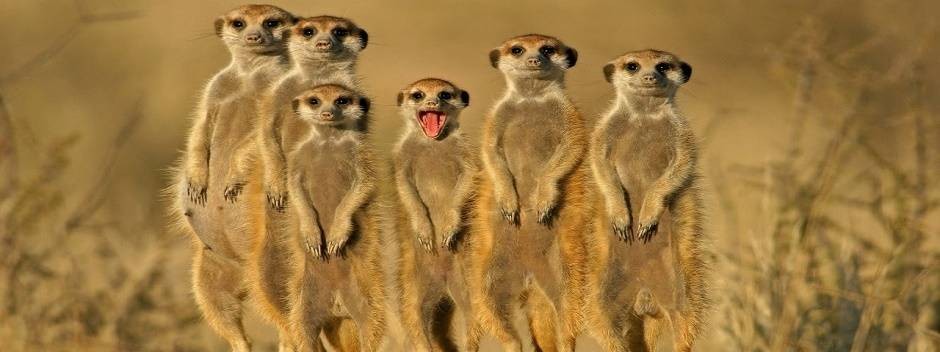 К.Б.С -Корпорация Бродячих Сусликов