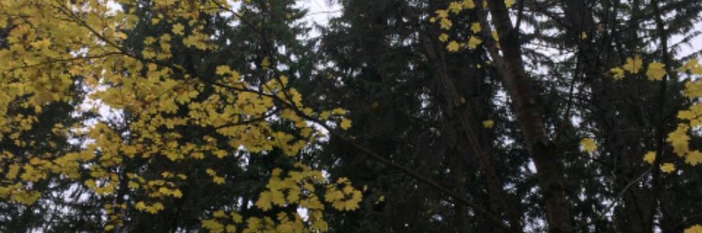 Никита Пугачев