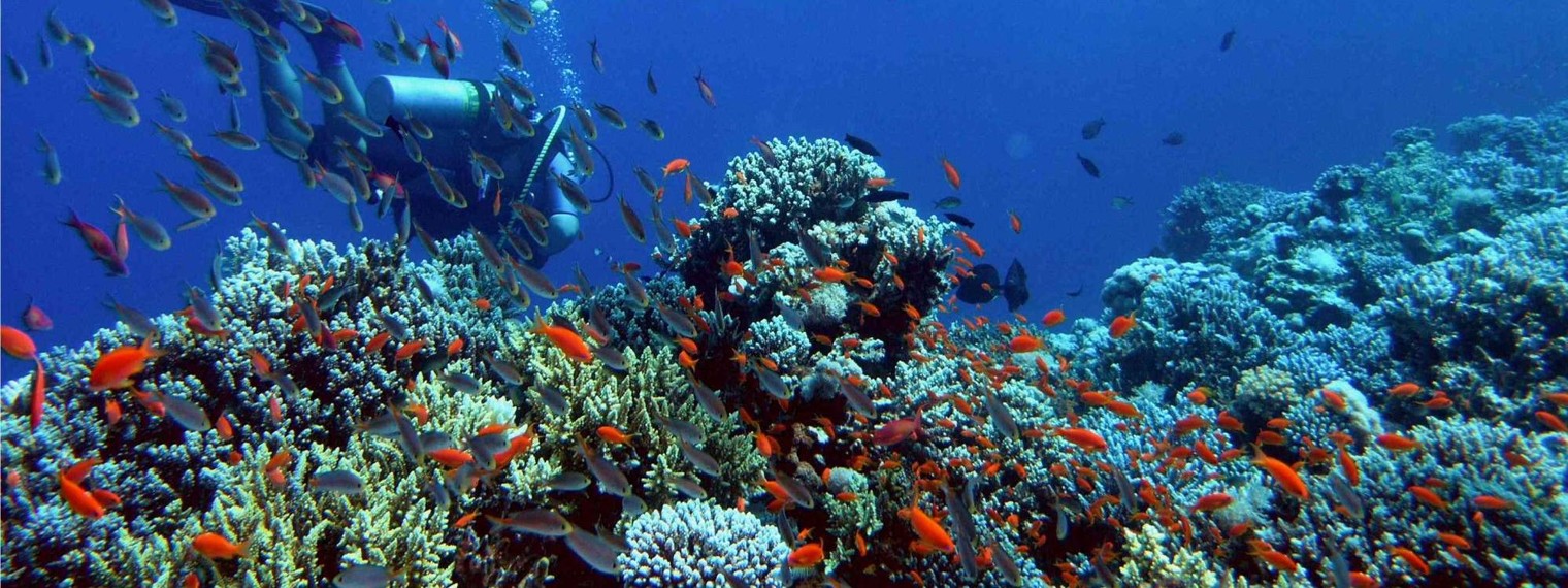 SCUBAclass/SCUBAmarket