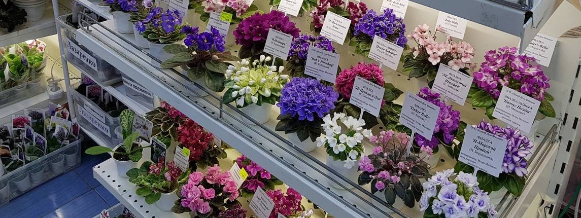 Дом Фиалки (Москва). Видеолекции и видеоновости.