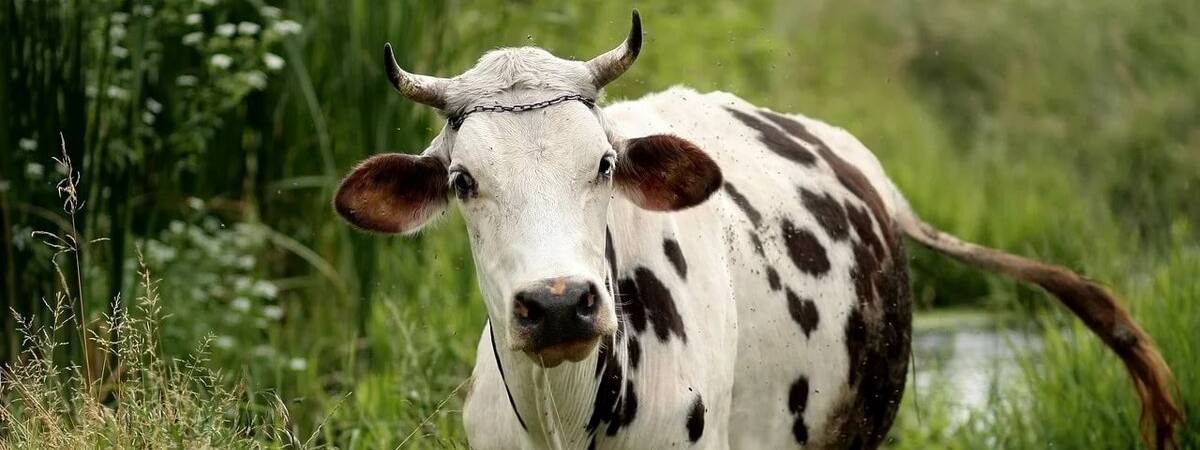 Экоферма Гокула, Иркутск