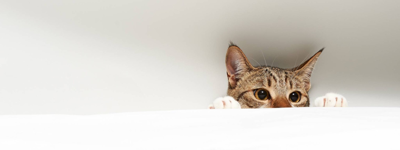 Зоя Акрытова