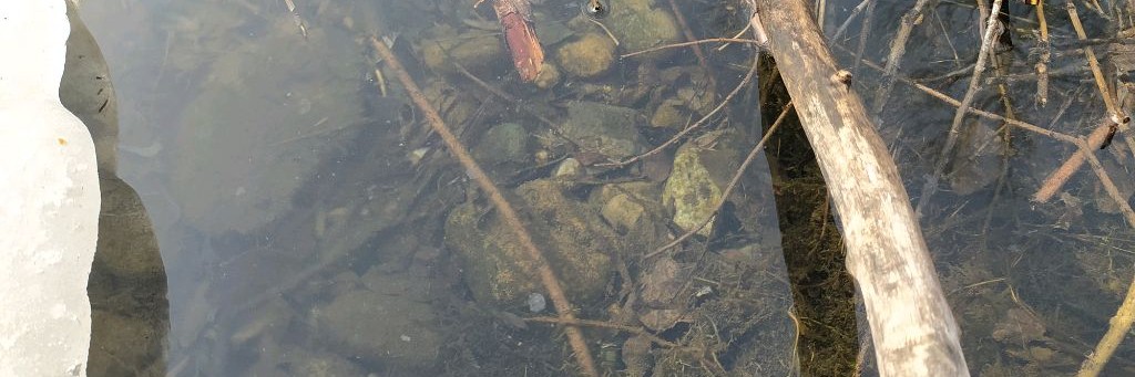 Дилетанты из деревни.