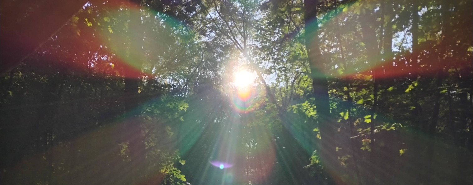 Майкл Дикий