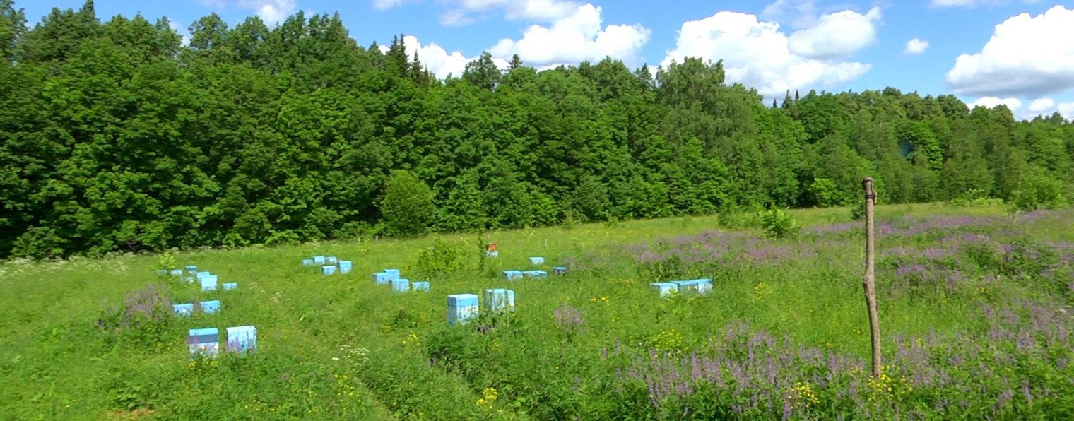 Пасека у родника  и  Видеостудия "ОН"