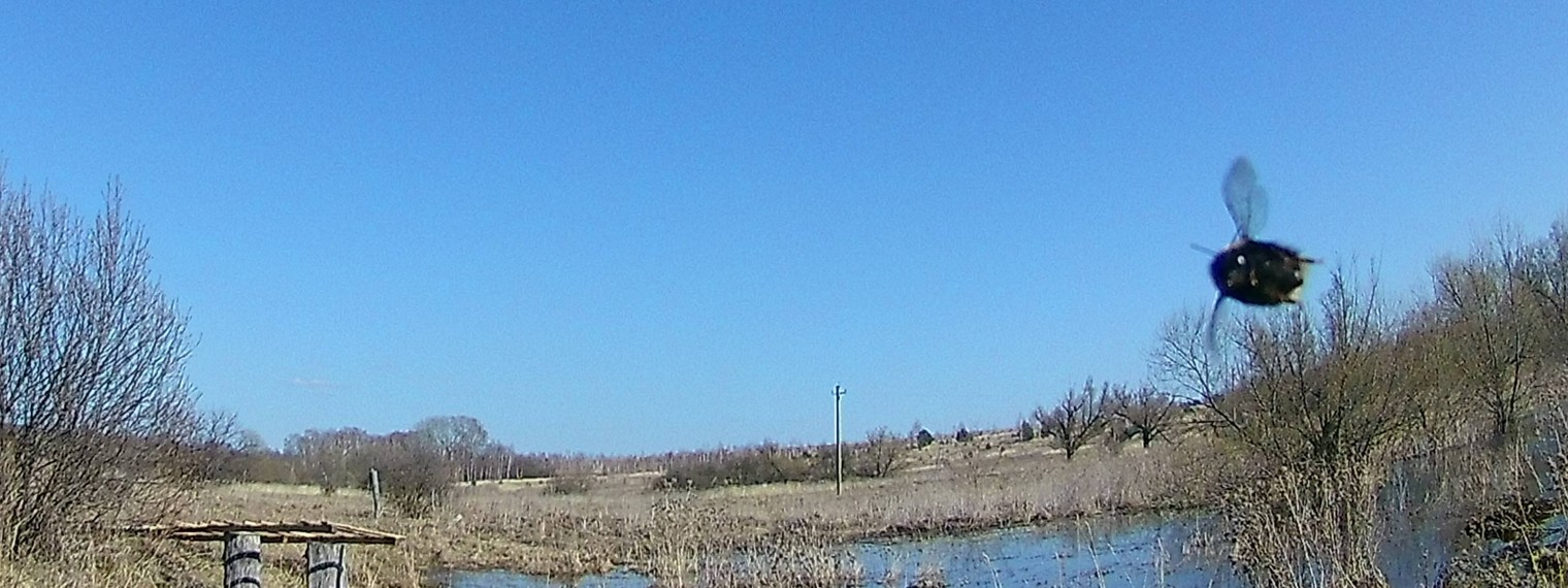 Tambovchanin
