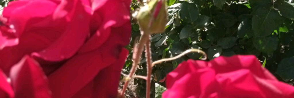 МАМАБЛОГЕР