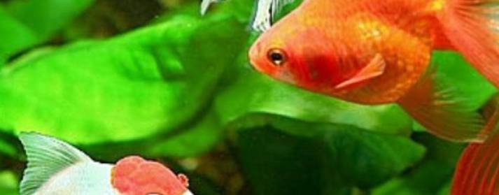 Zолотая Рыбка