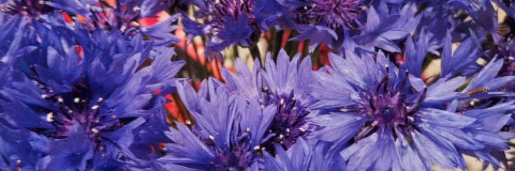 Солнечные зайцы