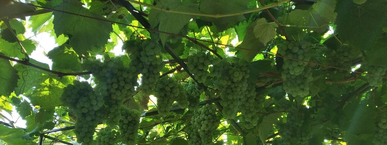 Брянский сад.