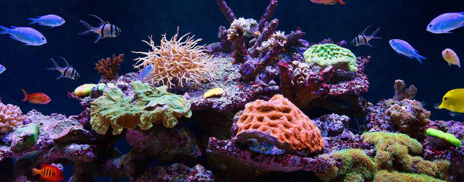 Аквариумист из СССР