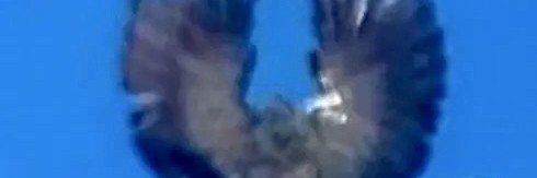 Влад Бучеловский