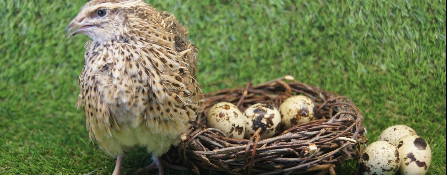 Перепелкино