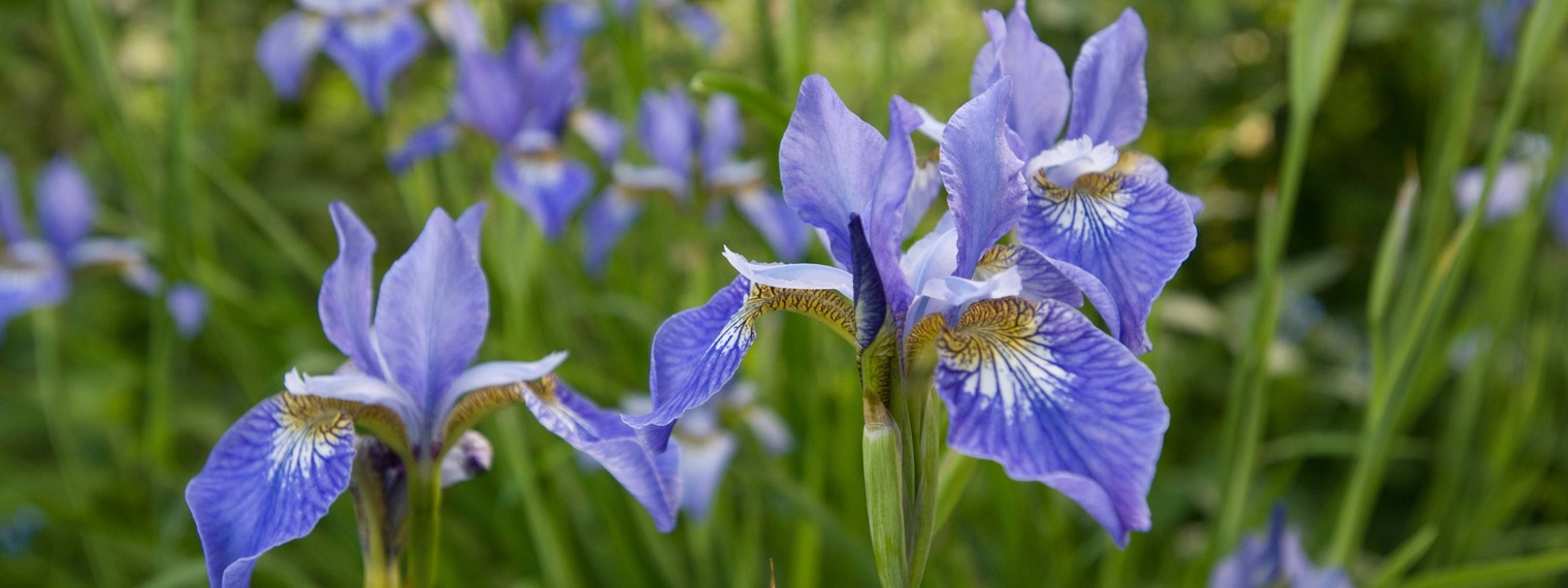 Сад и огород