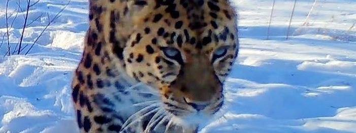 МРОО Центр "Тигр" https://www.siberian-tiger.ru/