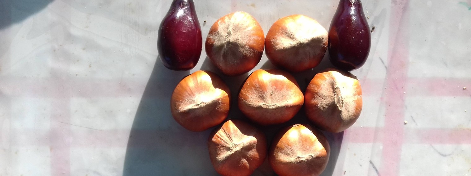 Фундук и кизил в Крыму