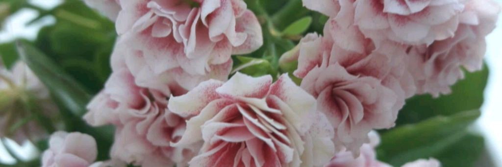 Елена МОИ МОИ ЦВЕТОЧКИ.