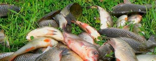 Фартовый спиннигист