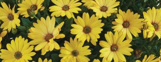 аленький цветочек