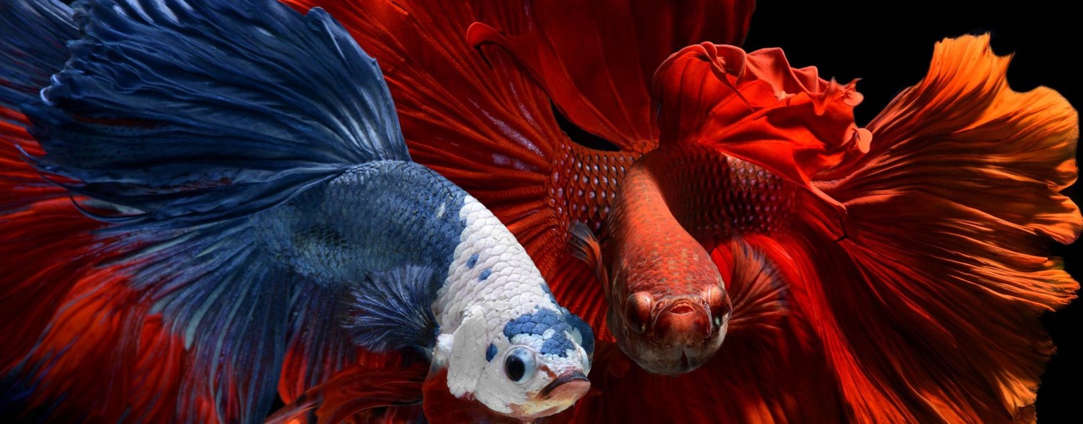 бойцовая рыбка или сиамский петушок
