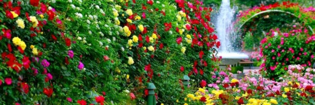 Питомник Роза Кубань