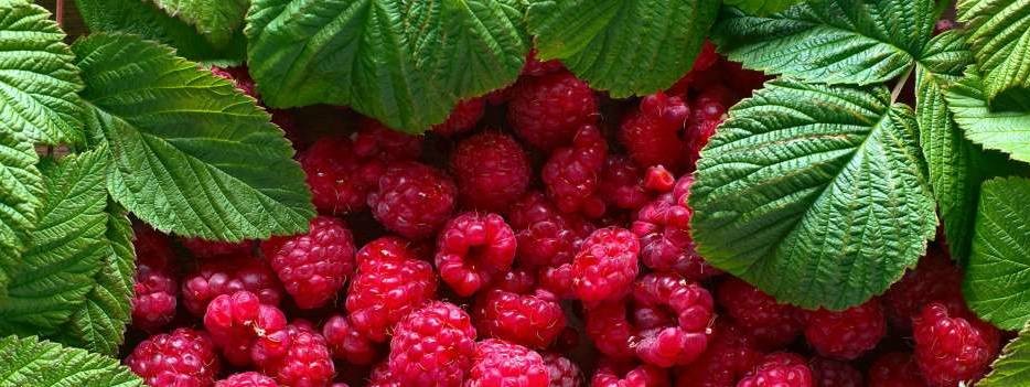 Повар с кошкой