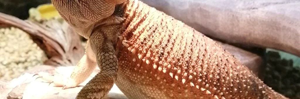 Лучше чем люди