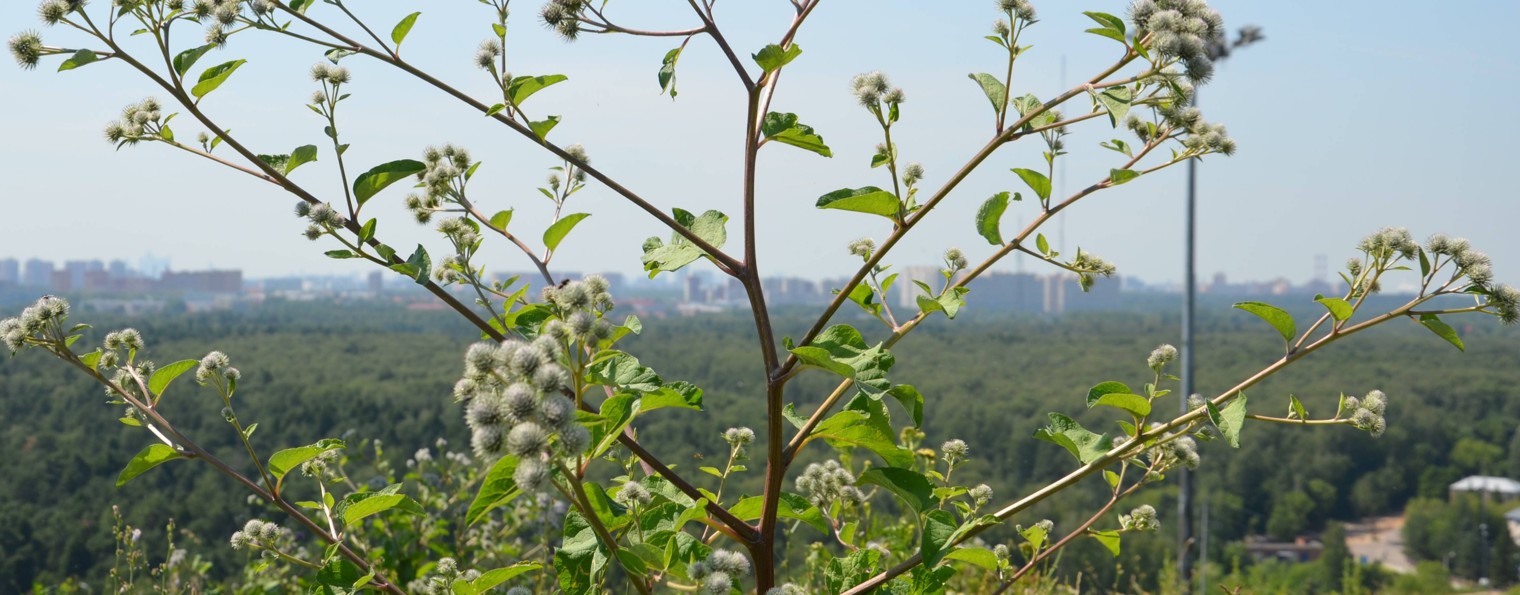 Всего понемногу