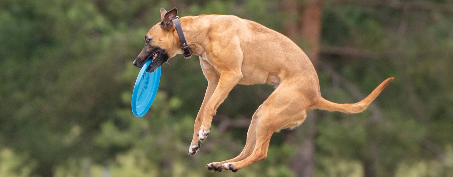 Дог-фризби Клуб DiskHunters