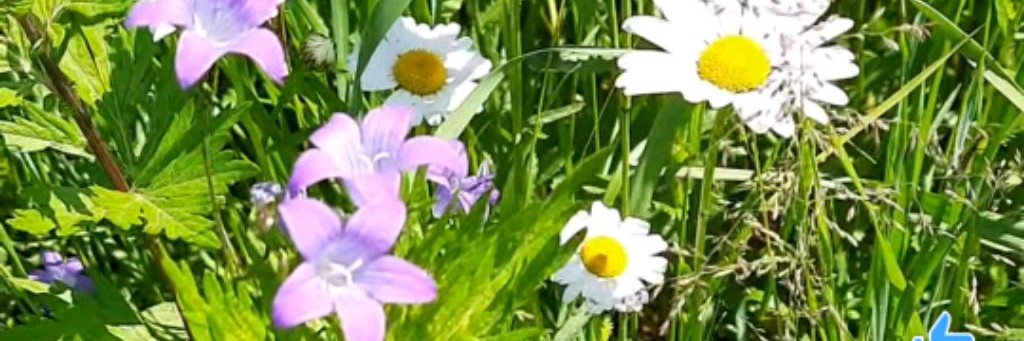 ИРИ, ЧУВСТВУЙ ВЕТЕР, ДЫШИ, ЖИВИ