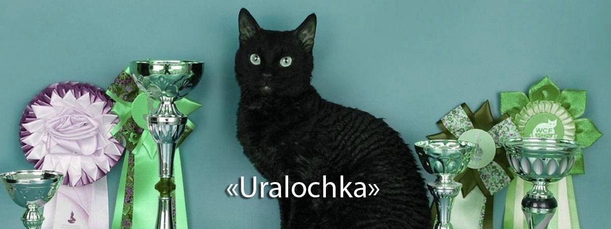 уральский рекс