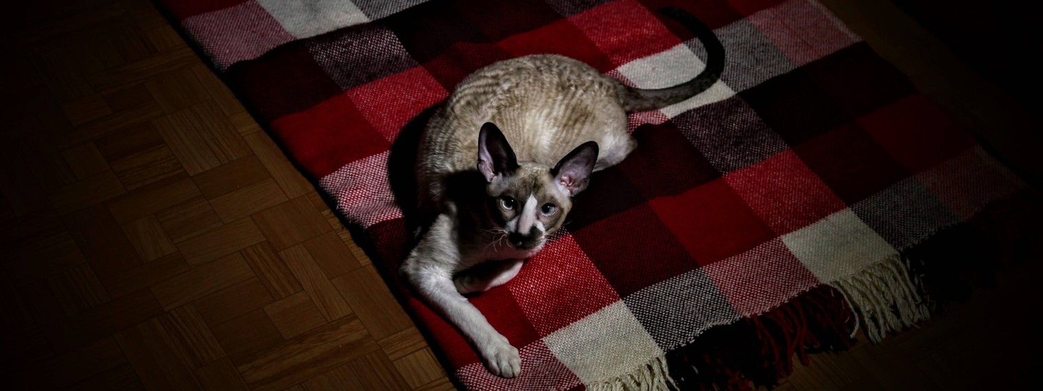 Gorbowski