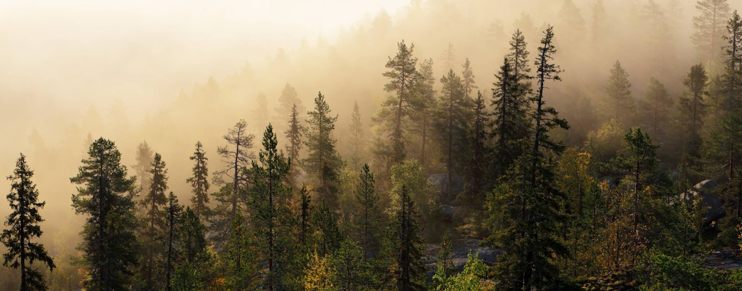 Затерянные тропы