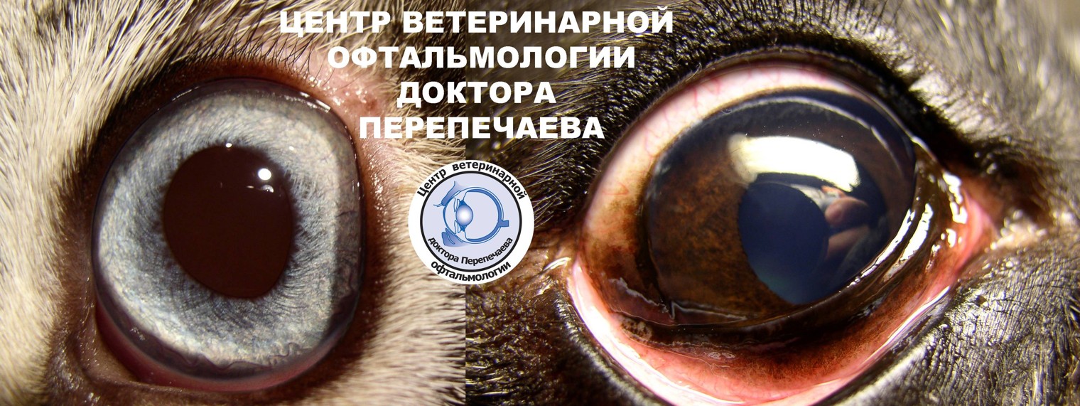ГЛАЗА ЖИВОТНЫХ
