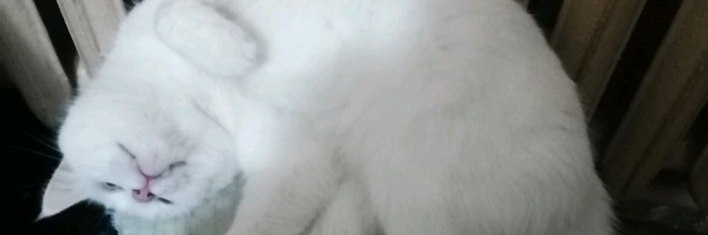 Белый котик play 2