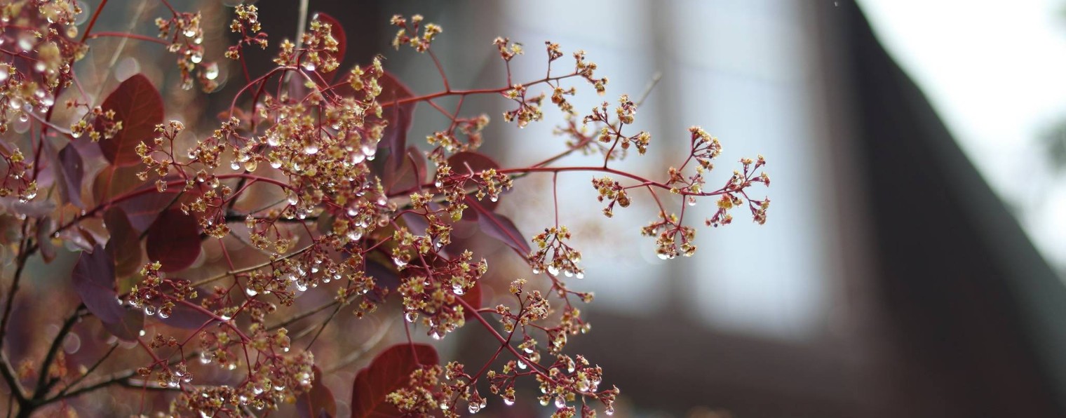 Роман Носиков