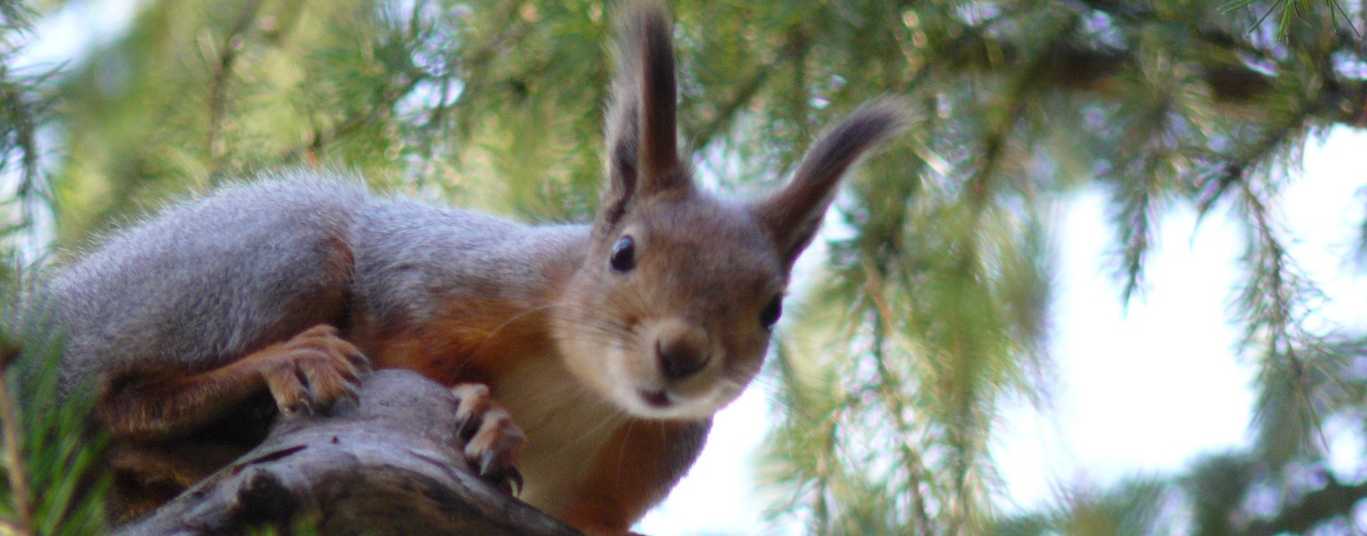 Парковые белки. Park Squirrels