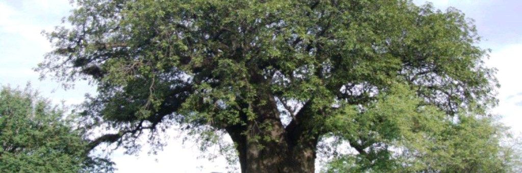 Зерно́ гору́шно