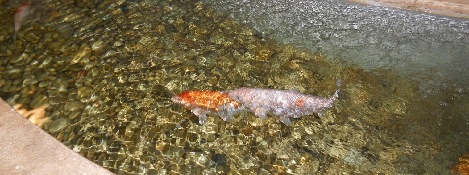 Простые рисунки