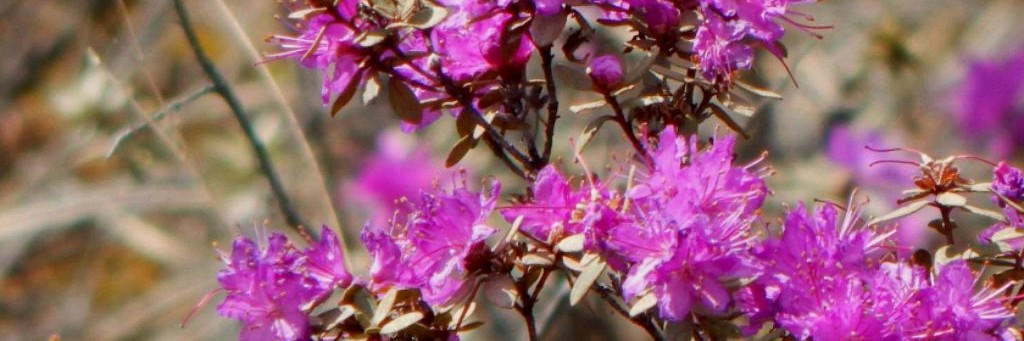 Я не блогер