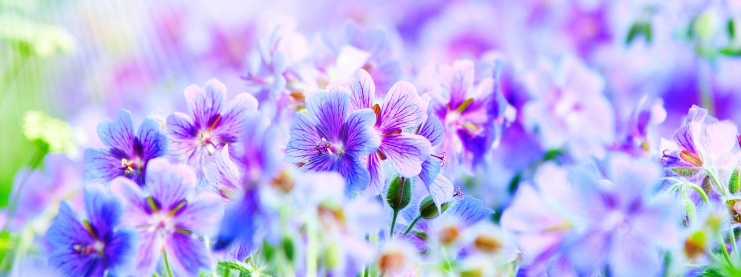 Поздравления и Открытки