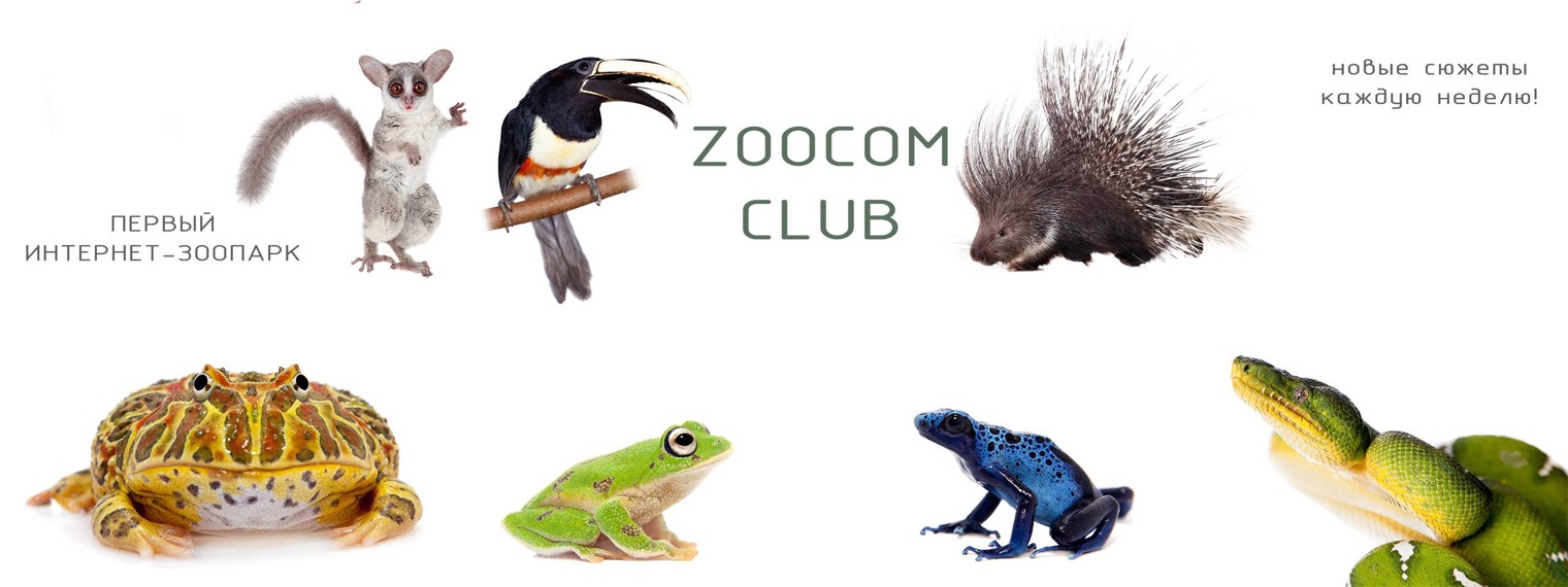 Zoocom Club