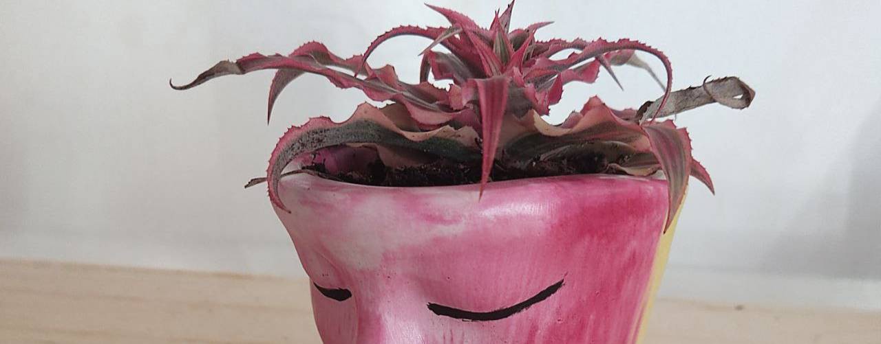 Растения в  доме