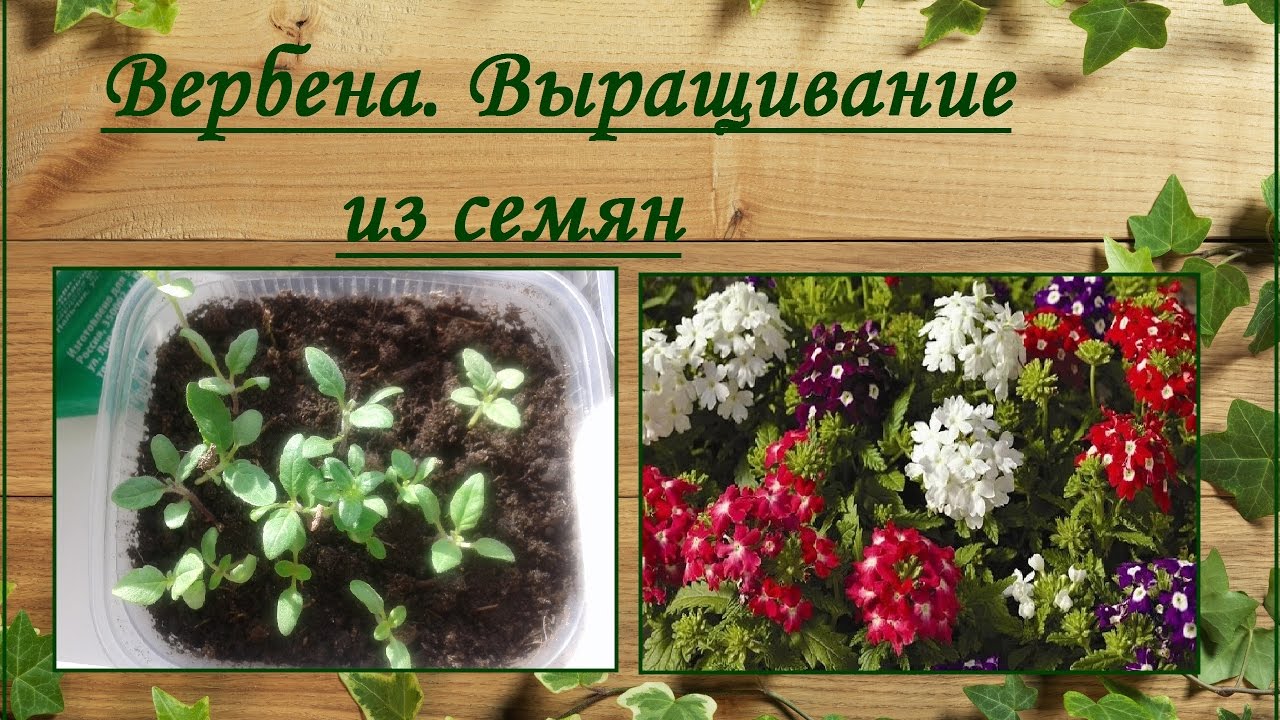 Вербена гибридная. Выращивание из семян
