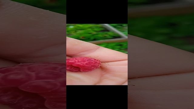 что такое тебецкая малина