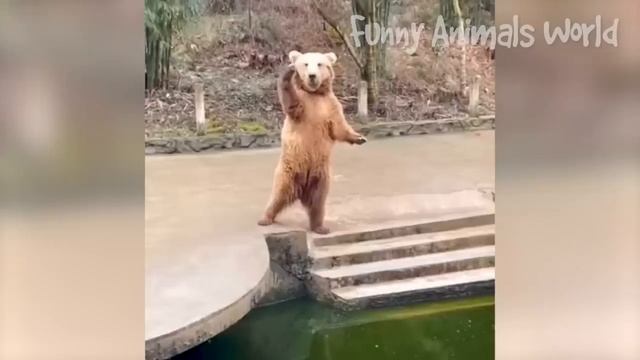 Самые смешные видео с собаками и кошками ? - Лучшие смешные видео с Животными 2023 ? #4