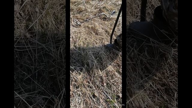 ??? Вот так копают металл чермет.