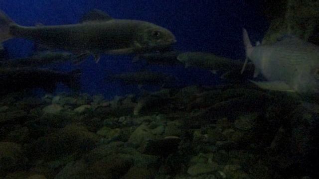 Байкальский музей Иркутского научного центра